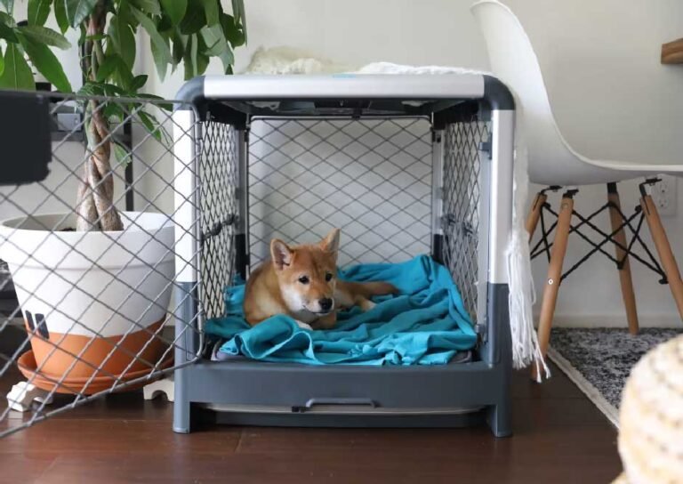 The Benefits of Crate Training - Upbeat Geek